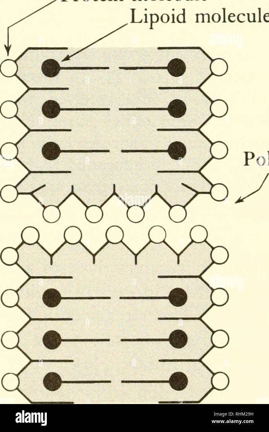 Sulfhydryl Group Model