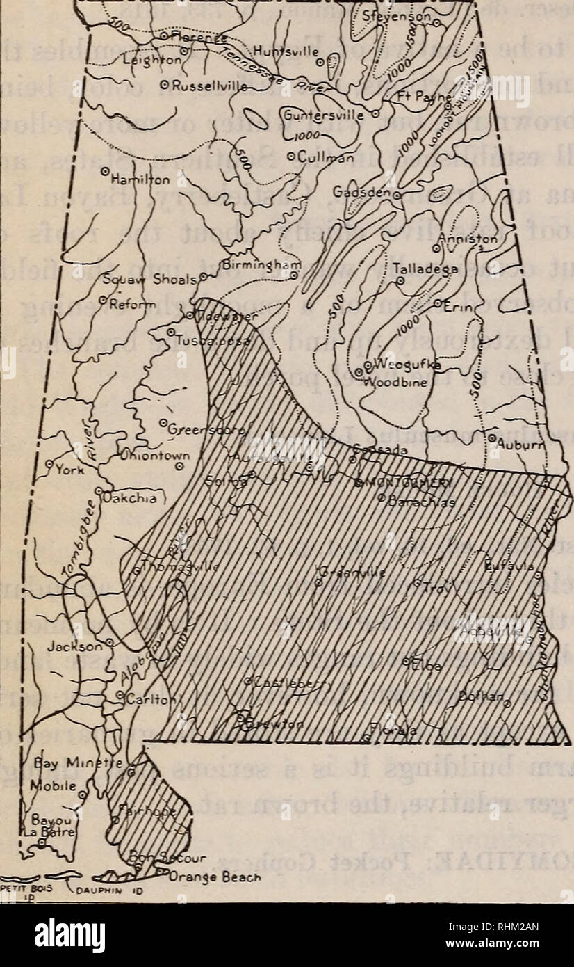 Pocket gopher alabama hi-res stock photography and images - Alamy