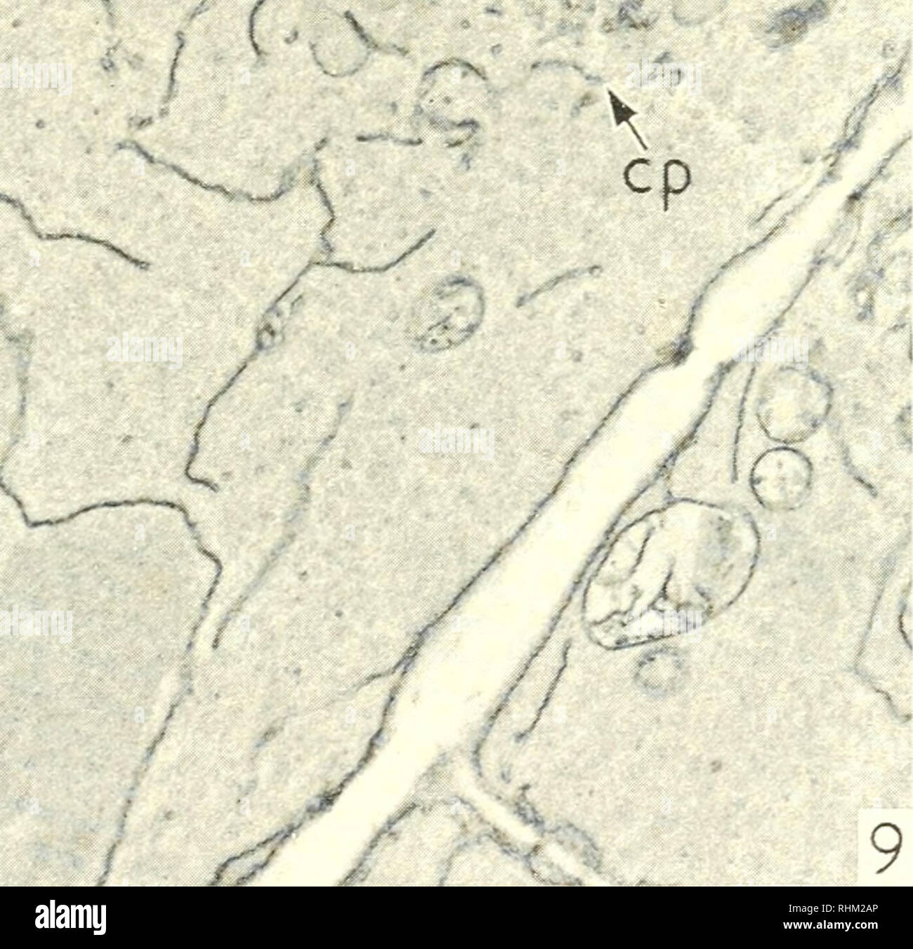 . Biological structure and function; proceedings. Biochemistry ...