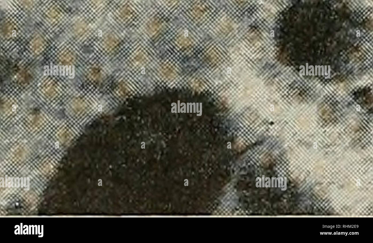 . The Biological bulletin. Biology; Zoology; Marine biology. ir. Figure ...