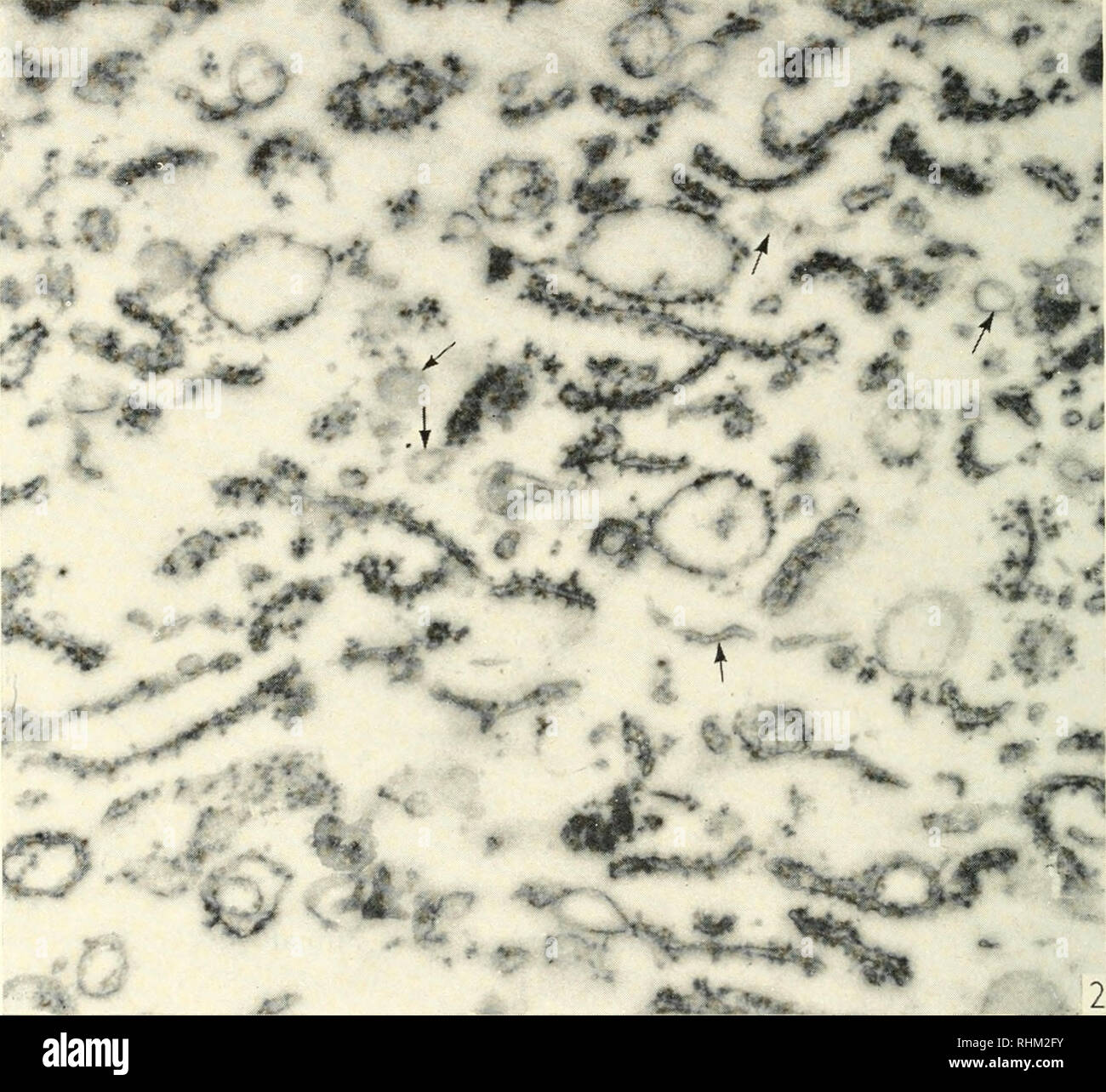 . Biological structure and function; proceedings. Biochemistry ...