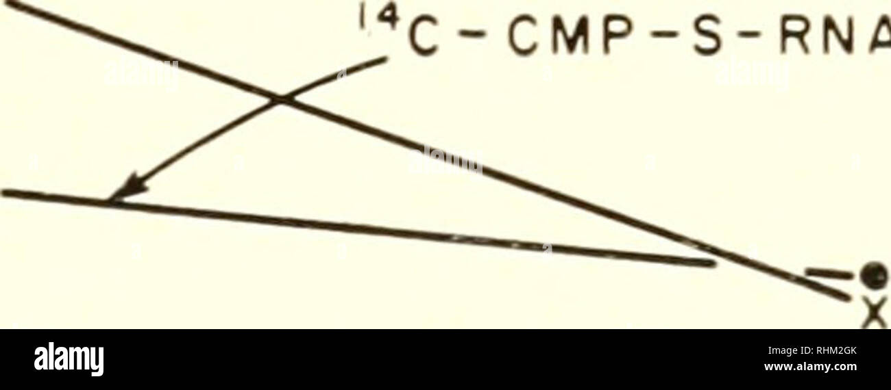 . Biological structure and function; proceedings. Biochemistry ...