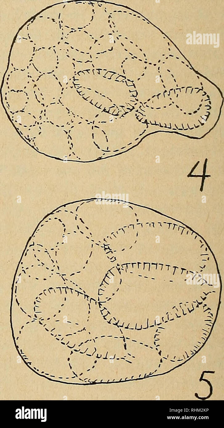 . The Biological bulletin. Biology; Zoology; Marine biology. FiGUEES 1 ...