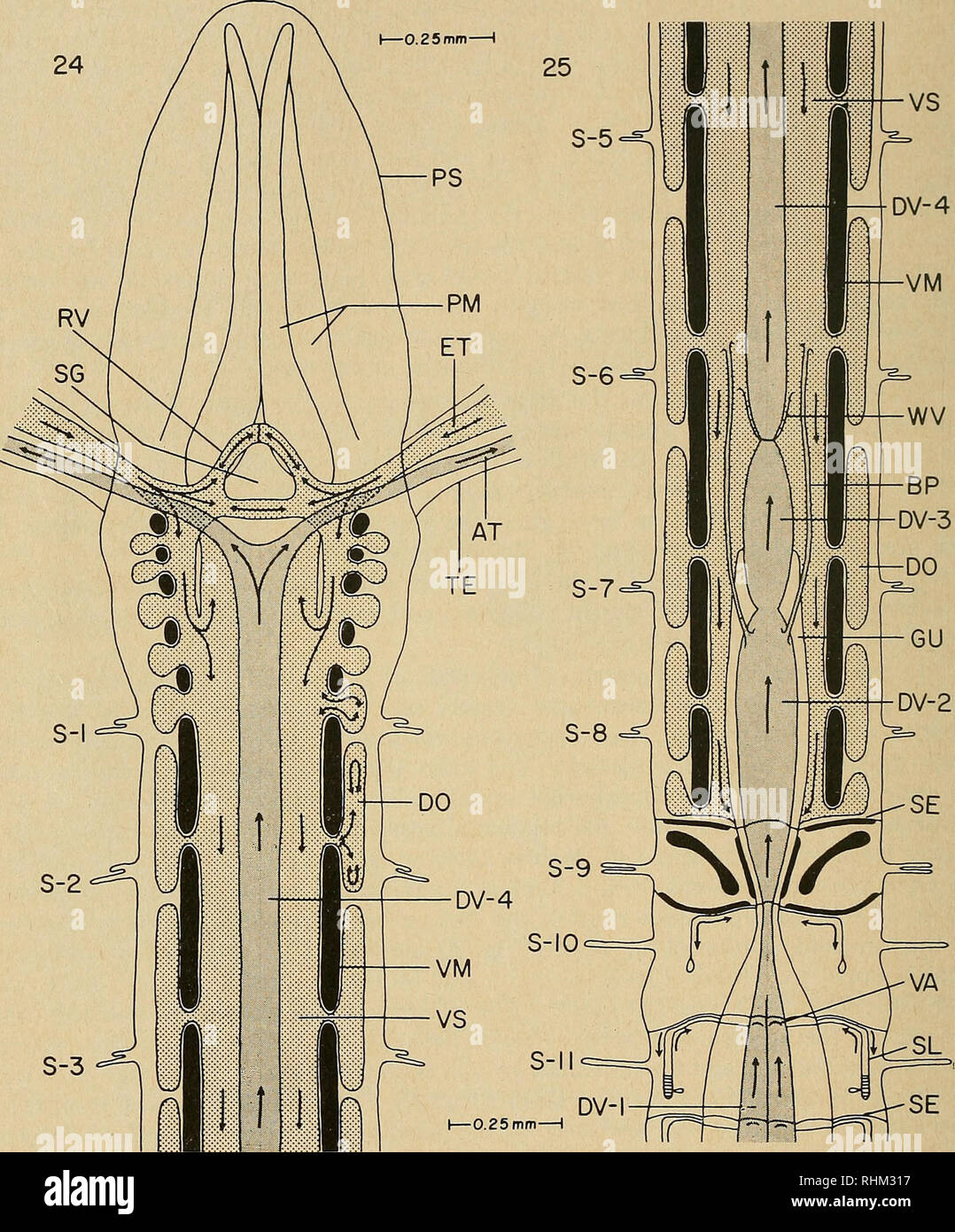 Peristomium hi-res stock photography and images - Alamy