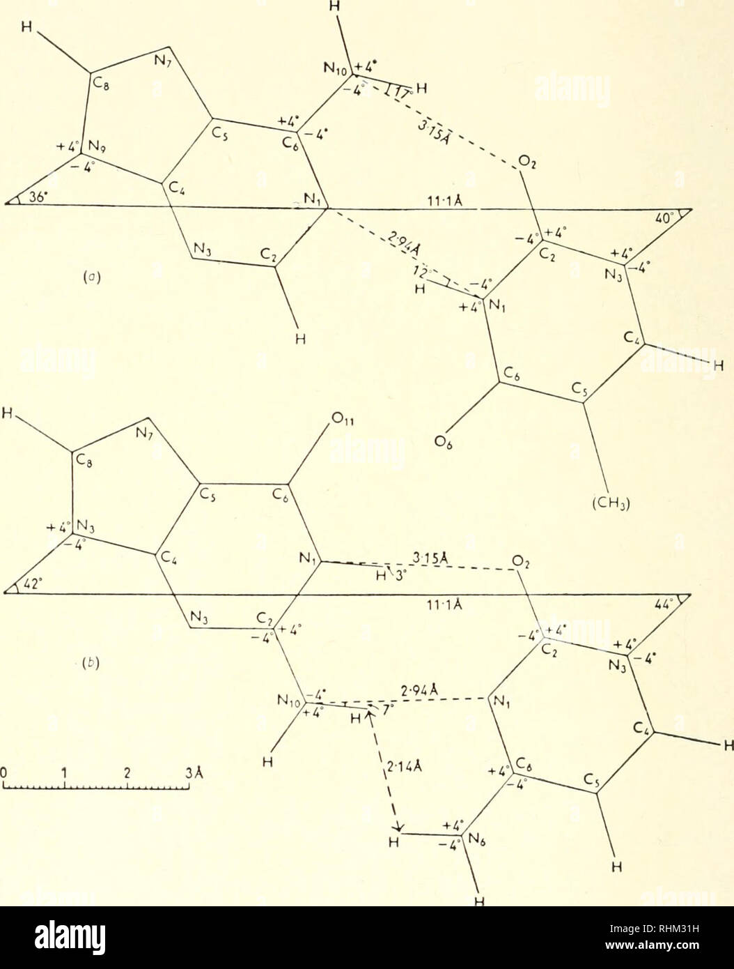 Base pairing hi-res stock photography and images - Alamy