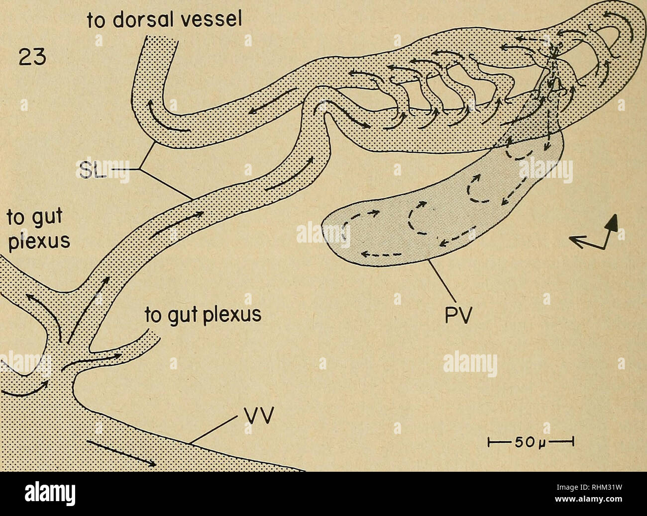 Vessel walls thicker hi-res stock photography and images - Alamy