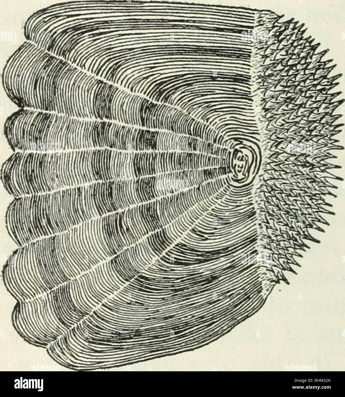 Ctenoid scales hi-res stock photography and images - Alamy