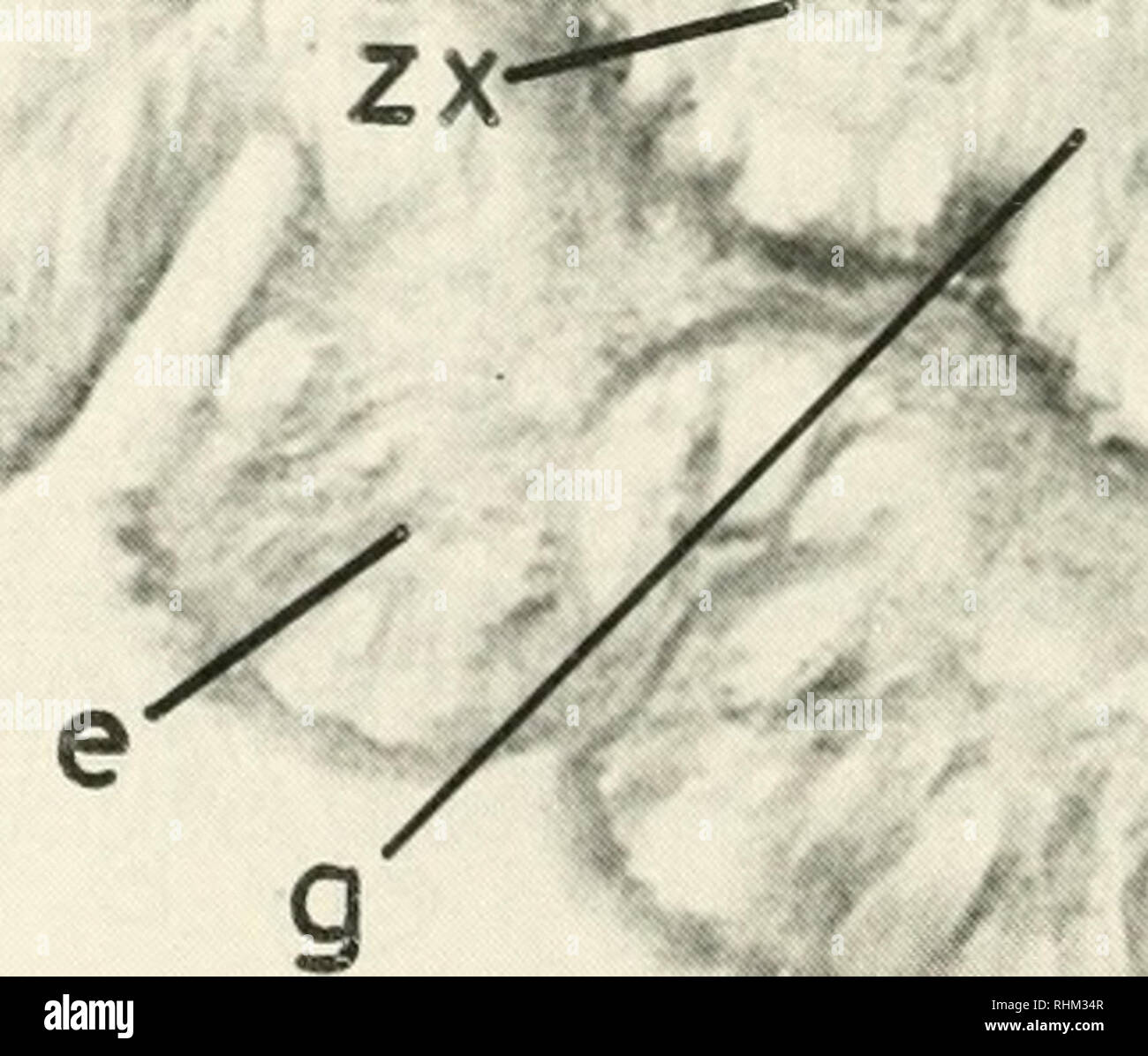 . The Biological bulletin. Biology; Zoology; Biology; Marine Biology ...