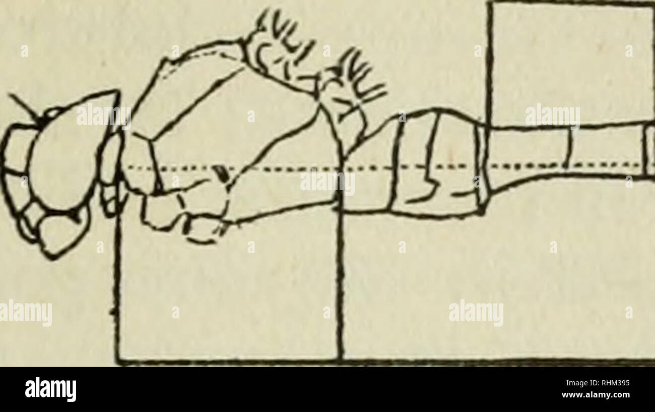. Biological series. Biology. Walker: North American Species of Aeshna ...