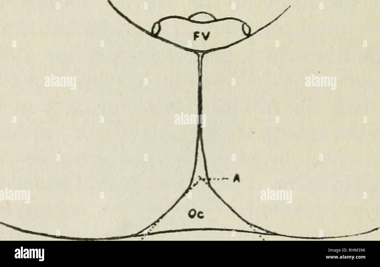 . Biological series. Biology. 14 Walker: North American Species of ...