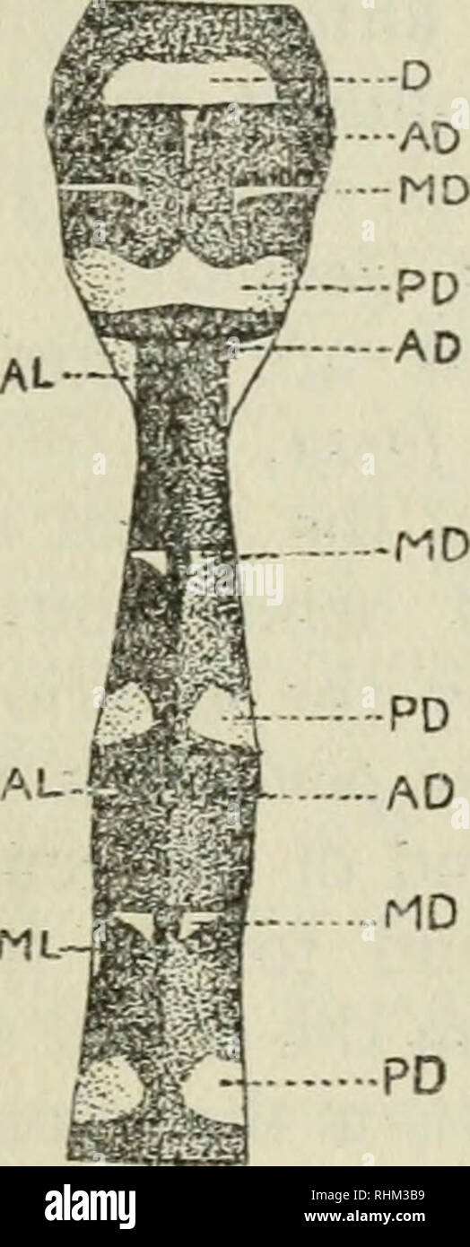 . Biological series. Biology. KiG. I—Aeshna juncea L, abdominal ...
