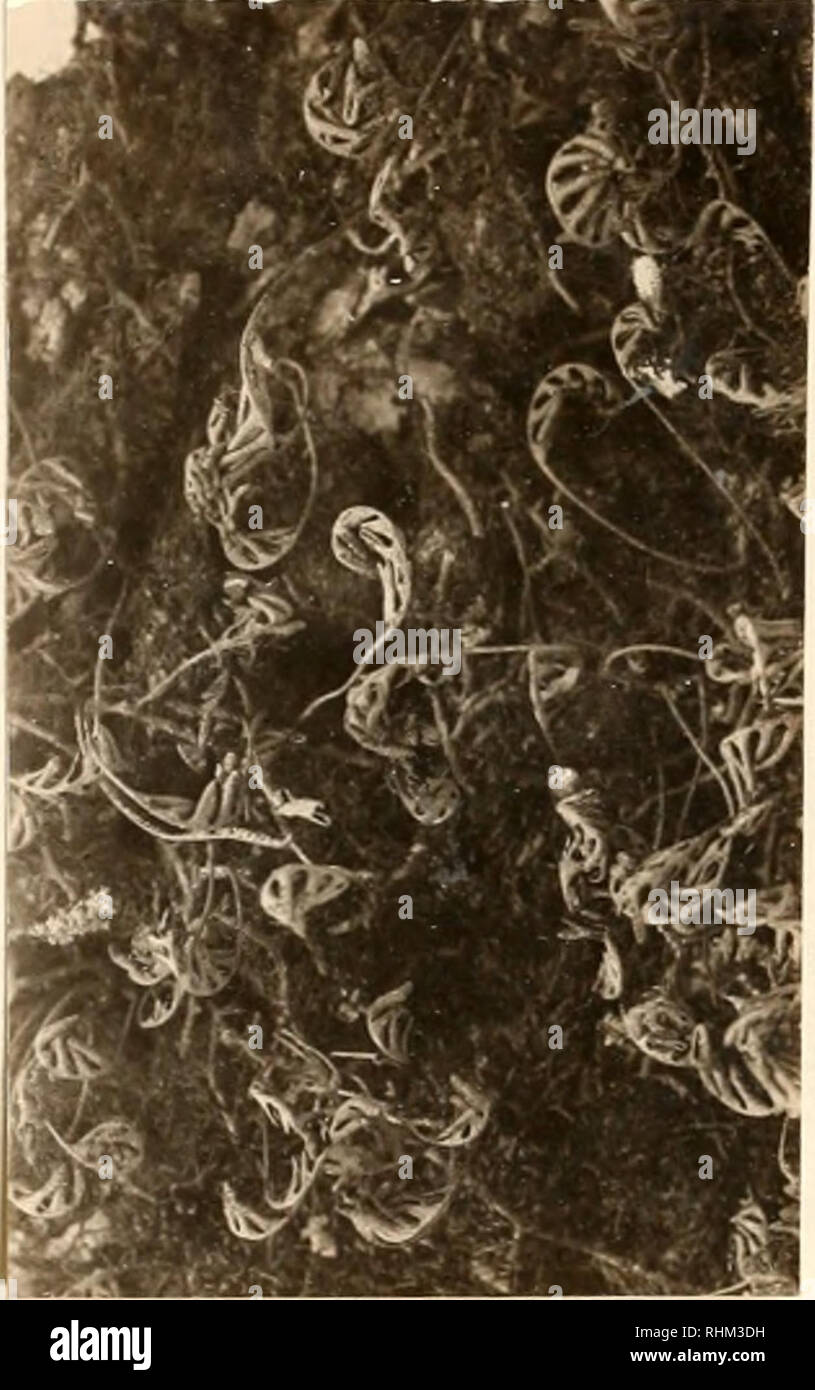 . A biological study of Polypodium polypodioides (resurrection fern) as ...