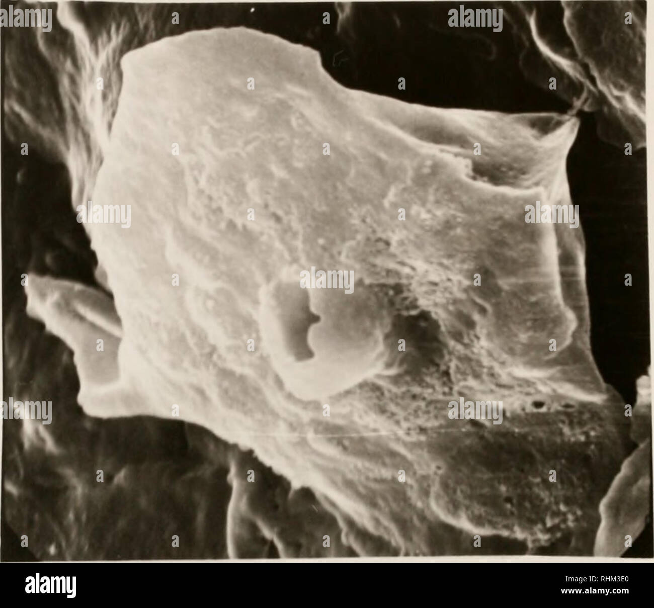 Citrus rust mite phyllocoptruta oleivora hi-res stock photography and ...