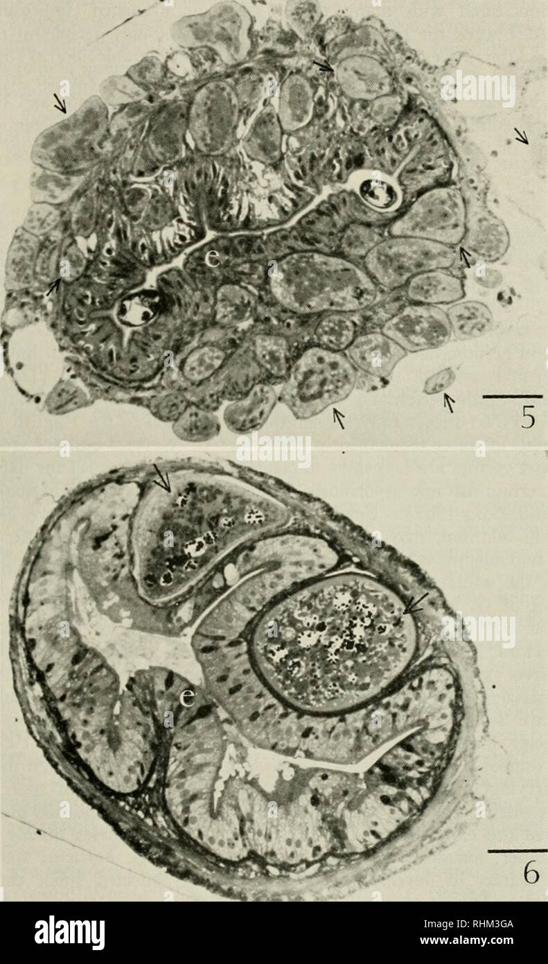 . The Biological bulletin. Biology; Zoology; Marine biology. GLUGEA ...