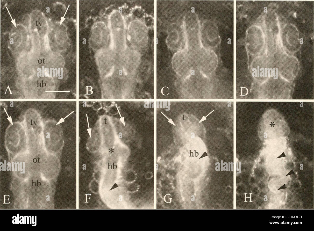 . The Biological bulletin. Biology; Zoology; Biology; Marine Biology ...