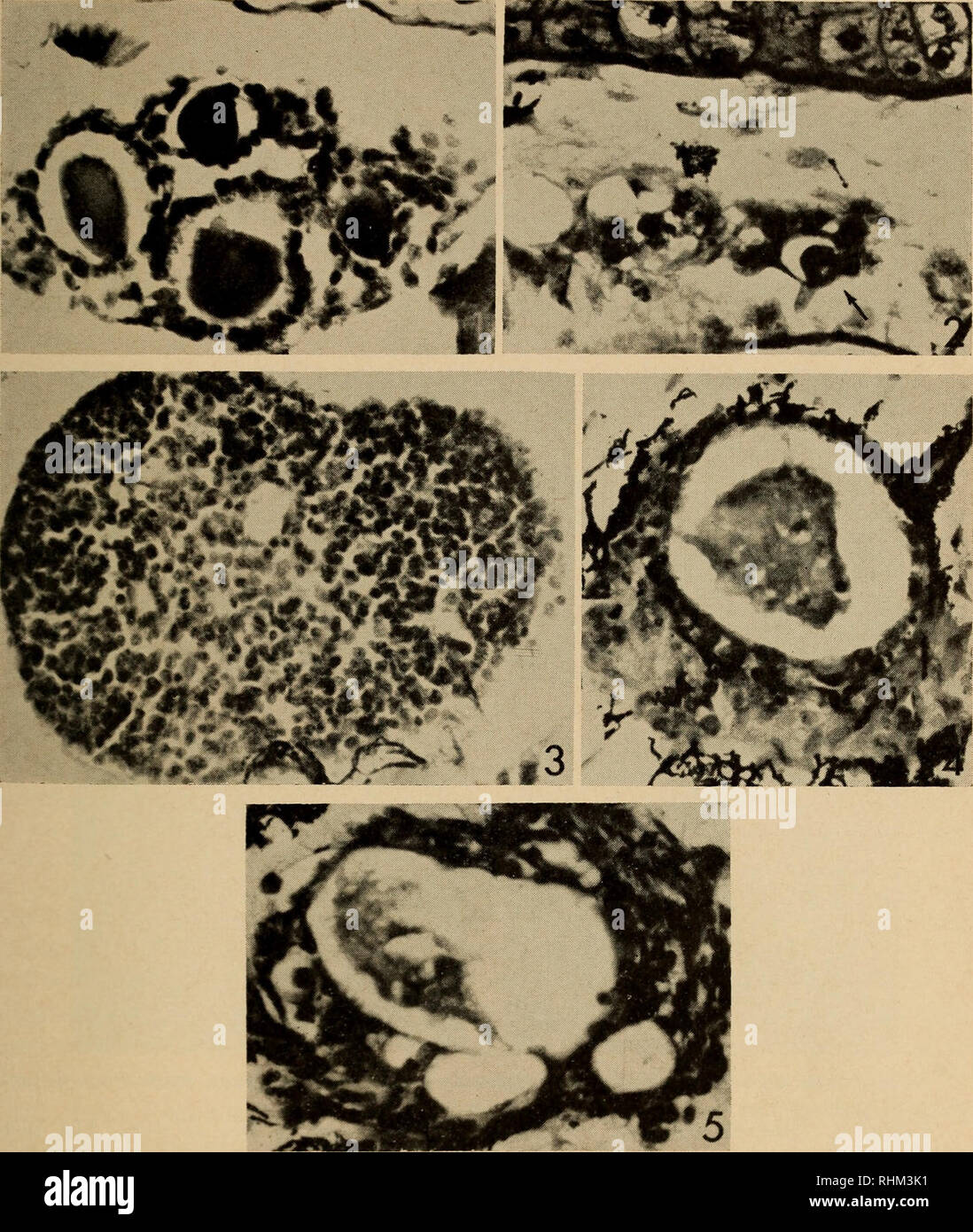 . The Biological bulletin. Biology; Zoology; Marine biology. GOITROGENS ...