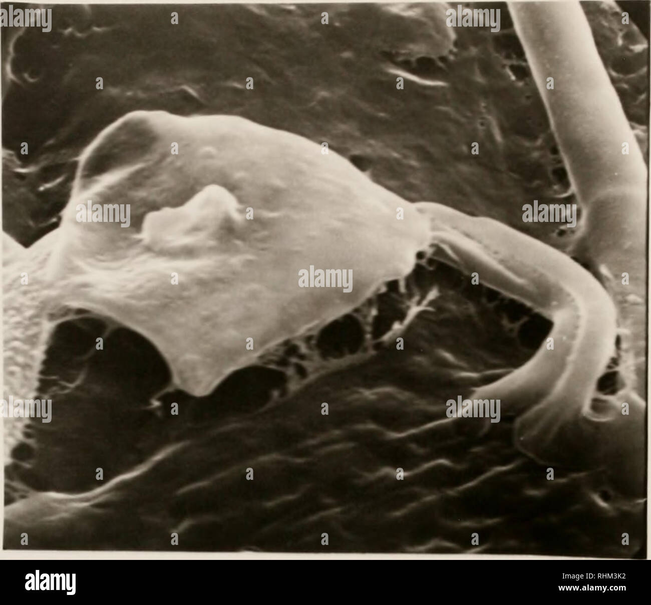 Citrus rust mite phyllocoptruta oleivora hi-res stock photography and ...