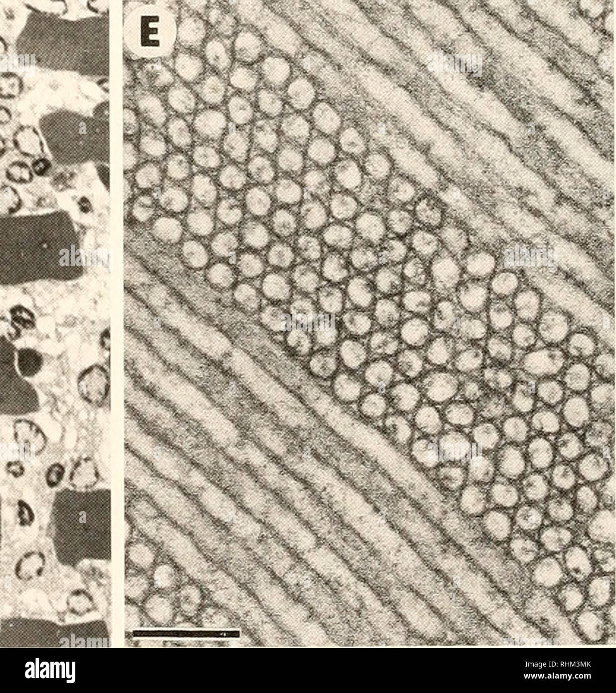 Membrane over eye hi-res stock photography and images - Alamy