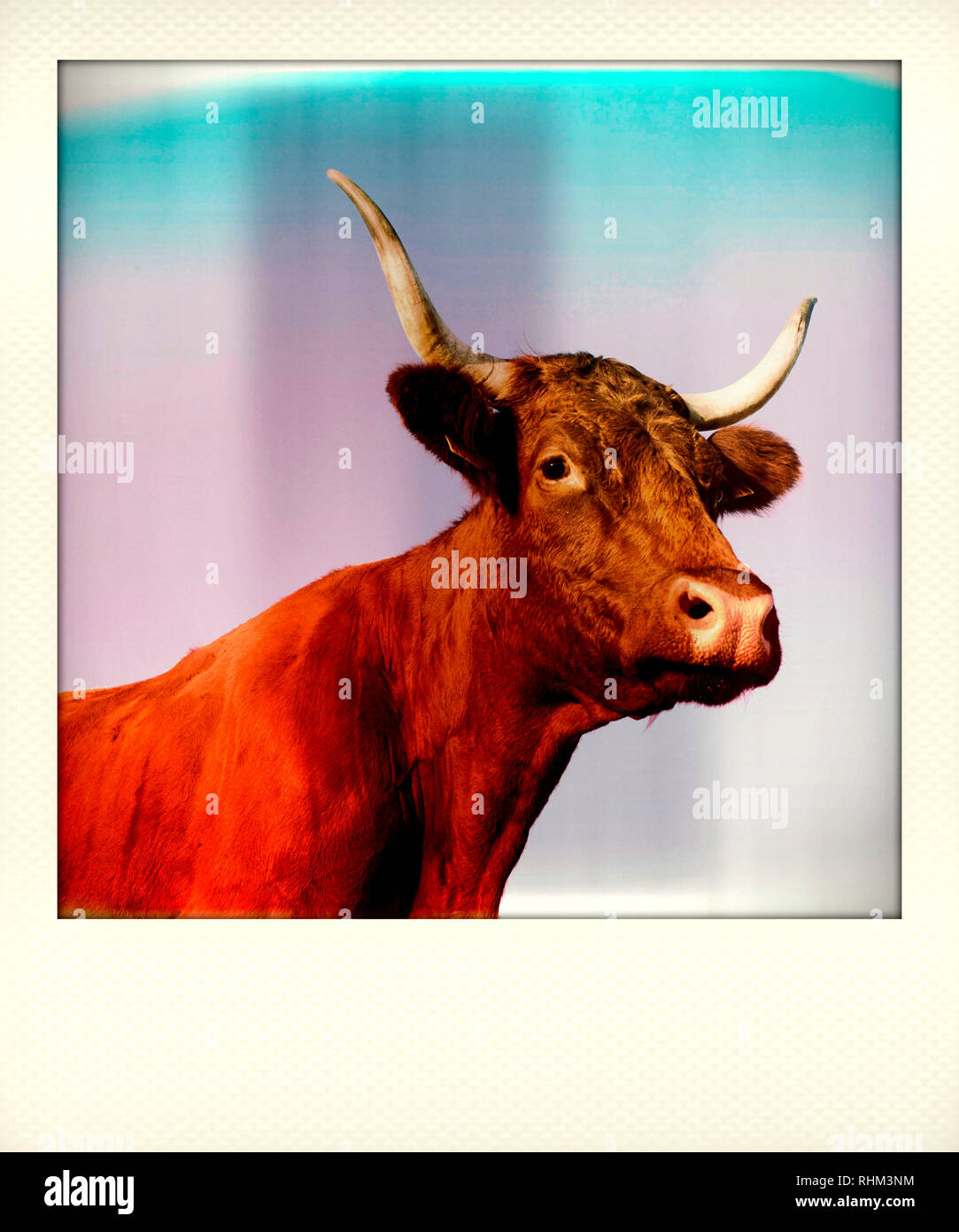 Polaroid effect on a Salers breed of cow, Cantal, Auvergne Rhone Alpes ...