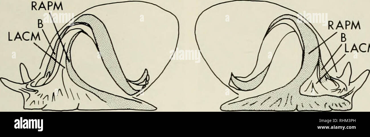 Muscle of the foot anterior view hi-res stock photography and images ...