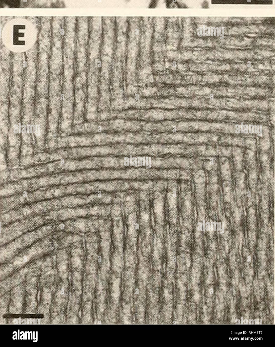 . The Biological bulletin. Biology; Zoology; Biology; Marine Biology ...