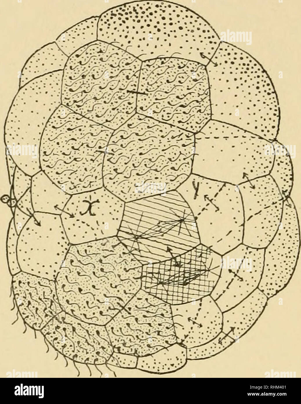 32 cell stage hi-res stock photography and images - Alamy