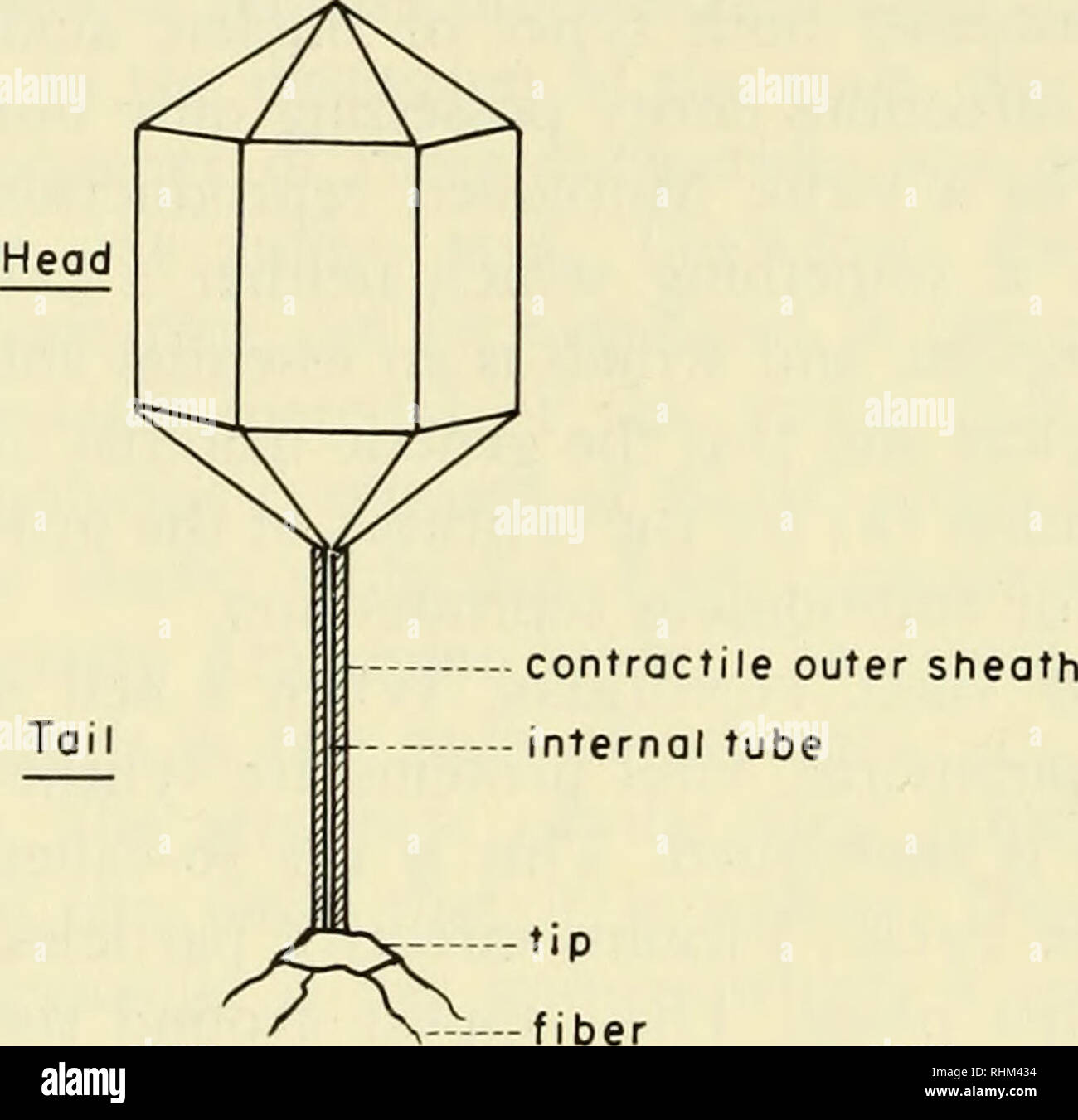 A Schematic Diagram Of The Structure Of The Poliovirus Polio Vaccine