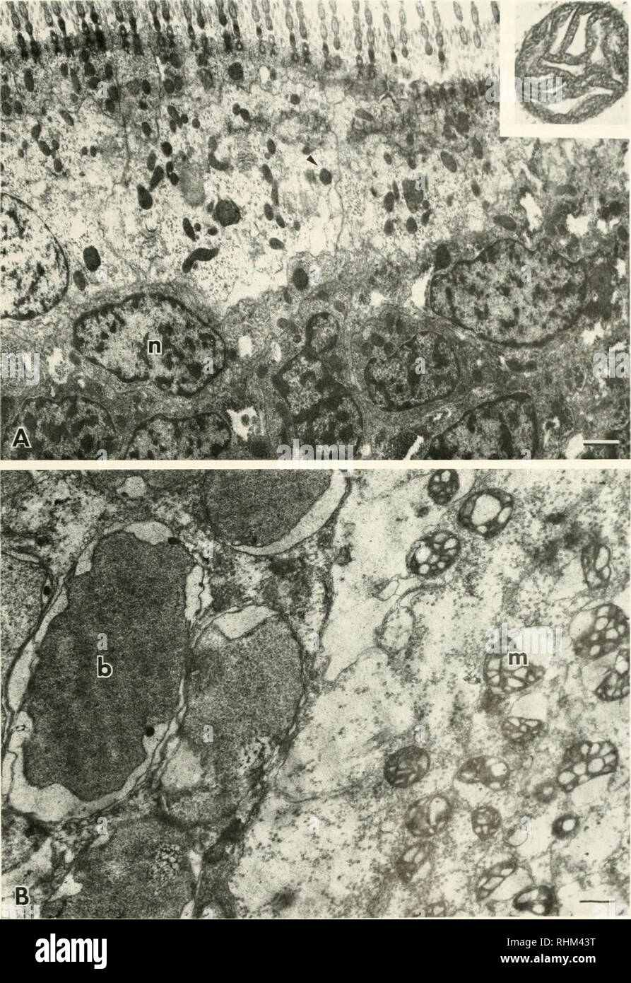 . The Biological bulletin. Biology; Zoology; Biology; Marine Biology ...