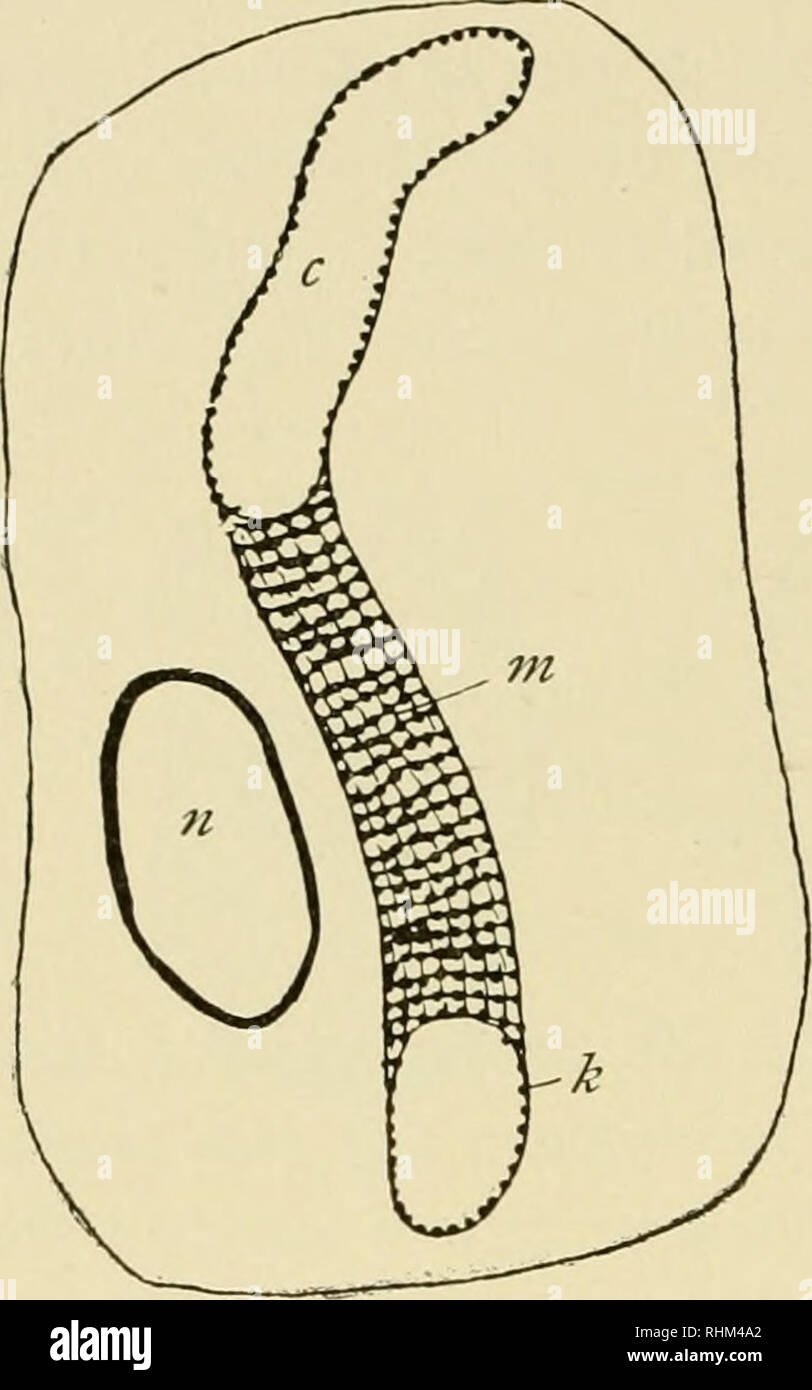 Terminal formative hi-res stock photography and images - Alamy