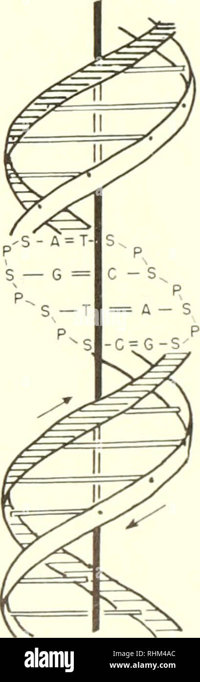 Evidence for the structure of dna hi-res stock photography and images ...