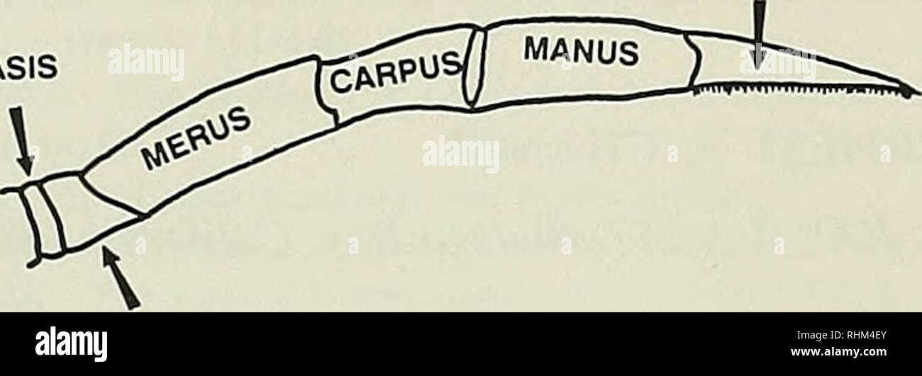 . The Biological bulletin. Biology; Zoology; Marine biology. ISCHIUM ...