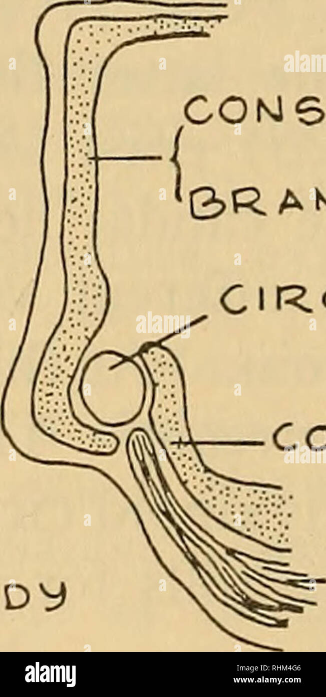 . The Biological bulletin. Biology; Zoology; Marine biology. Figure 1 ...