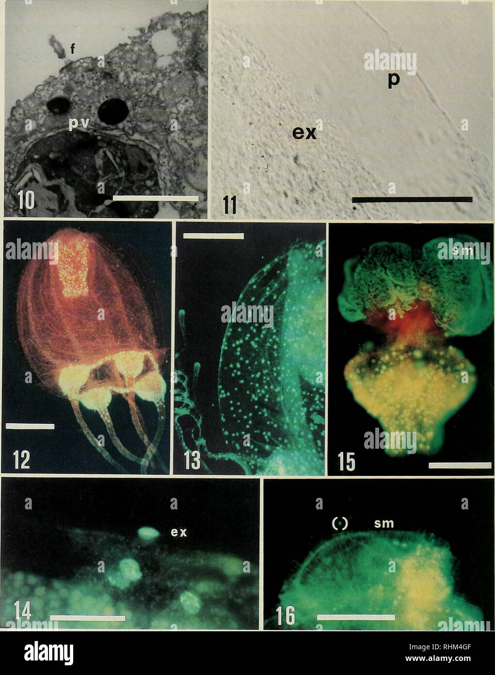 . The Biological bulletin. Biology; Zoology; Marine biology. Figure 10 ...