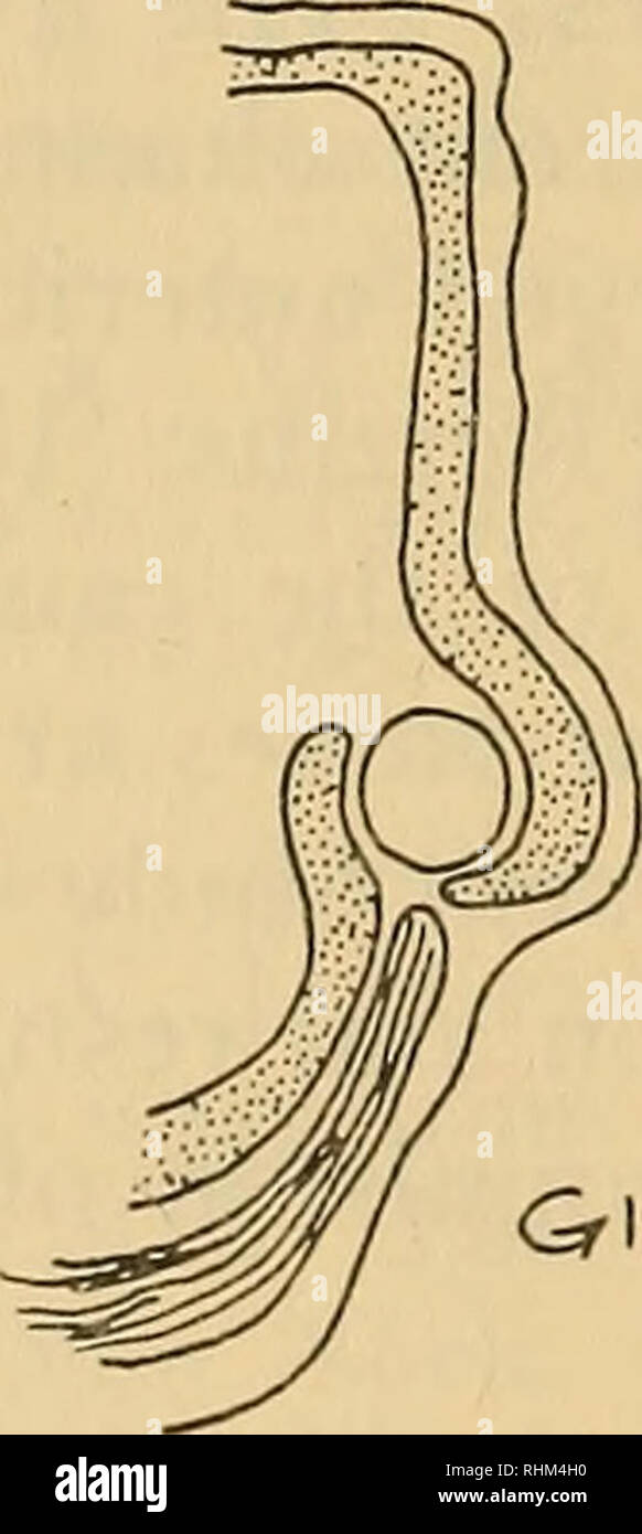 . The Biological bulletin. Biology; Zoology; Marine biology. RADIAL ...