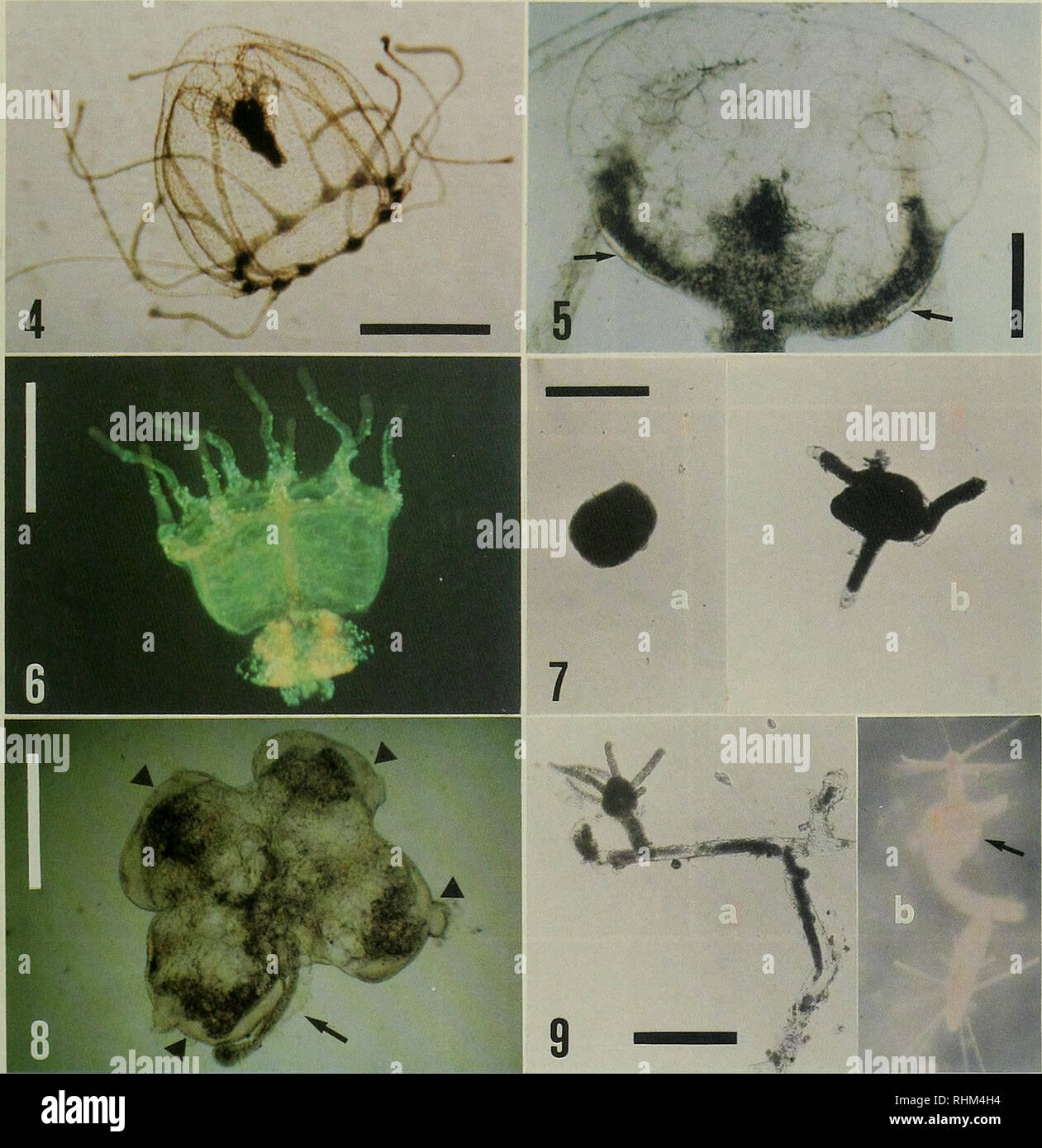 . The Biological bulletin. Biology; Zoology; Marine biology. ONTOGENY ...
