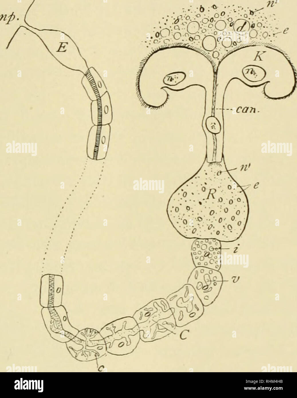. Biological lectures delivered at the Marine Biological Laboratory of ...