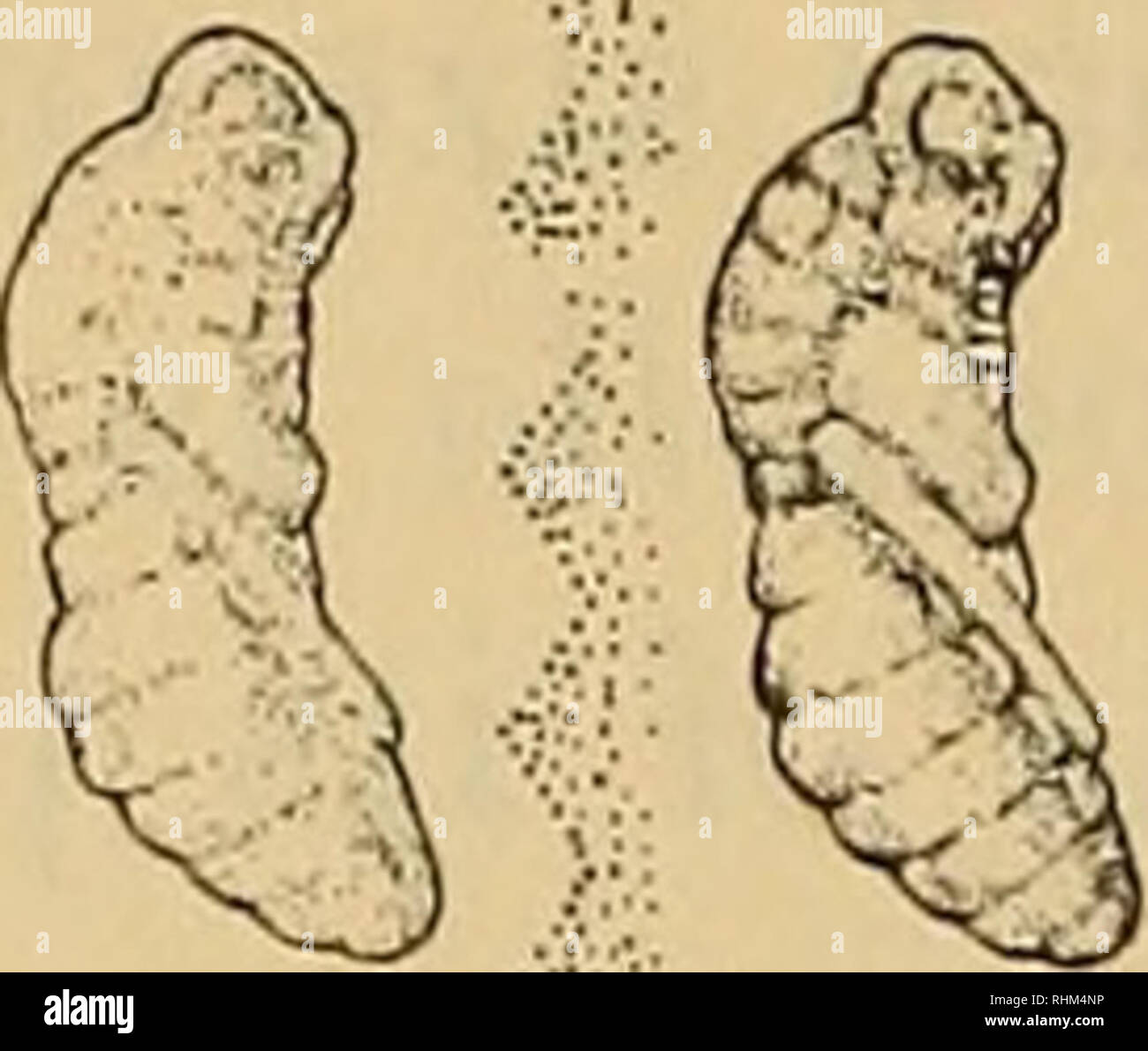 . The Biological bulletin. Biology; Zoology; Marine biology. 270 MARY ...