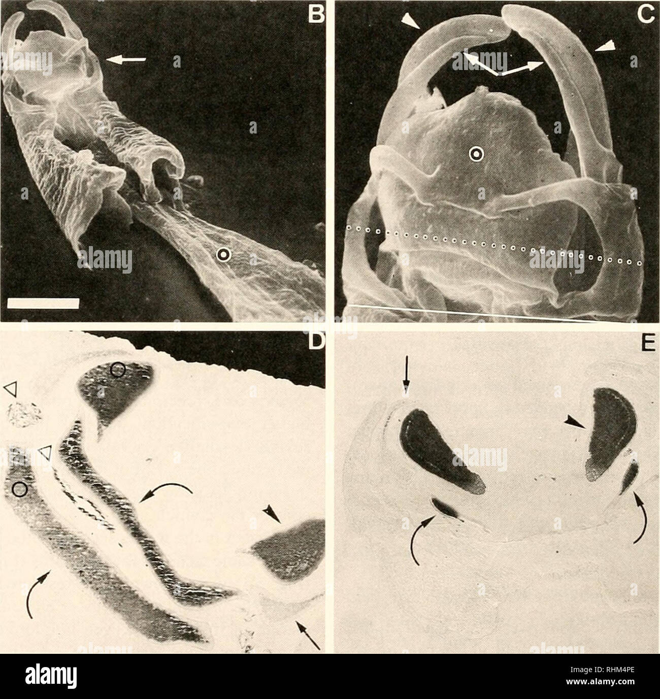 . The Biological bulletin. Biology; Zoology; Biology; Marine Biology ...