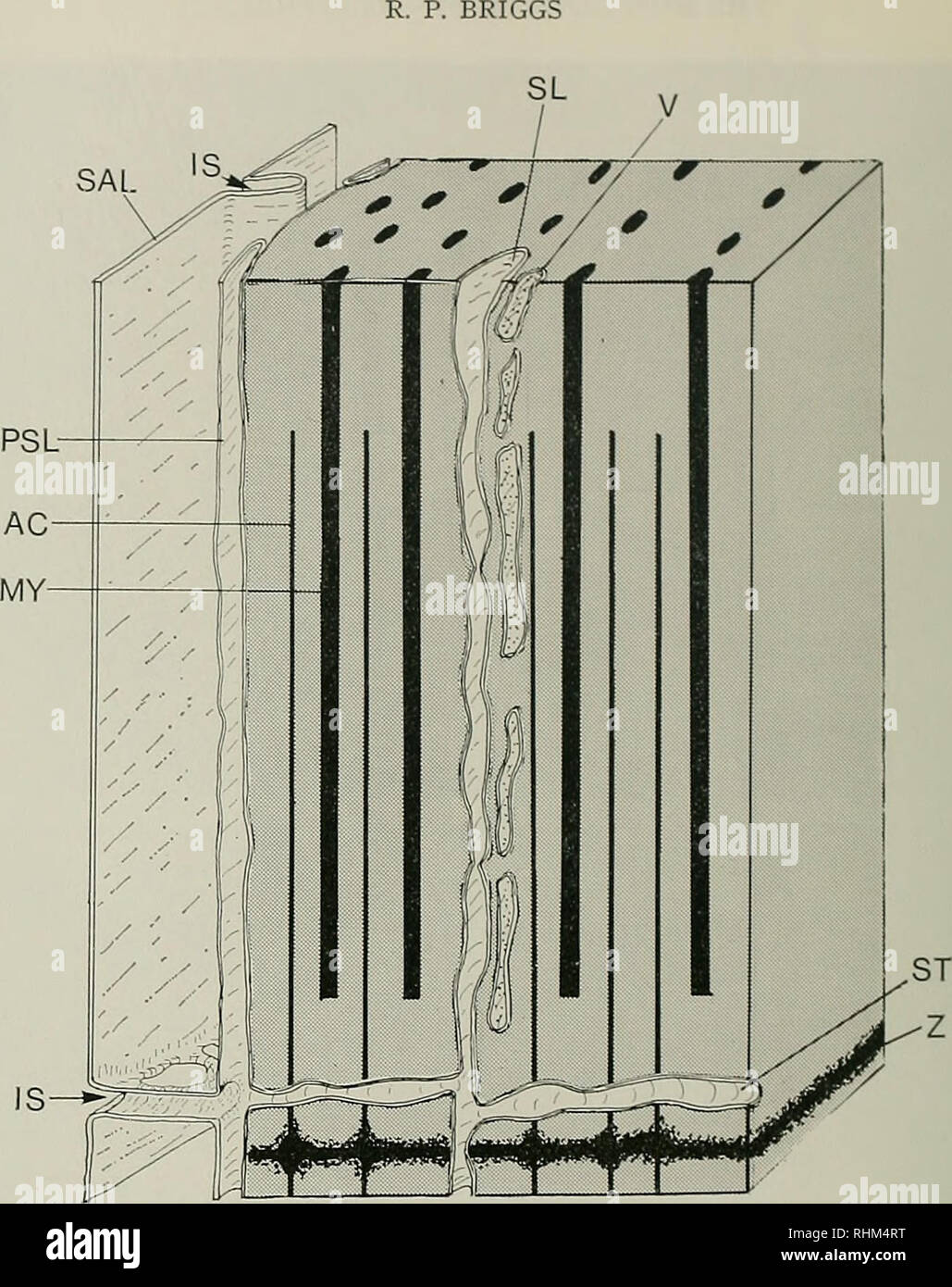 . The Biological bulletin. Biology; Zoology; Marine biology. 113 ...