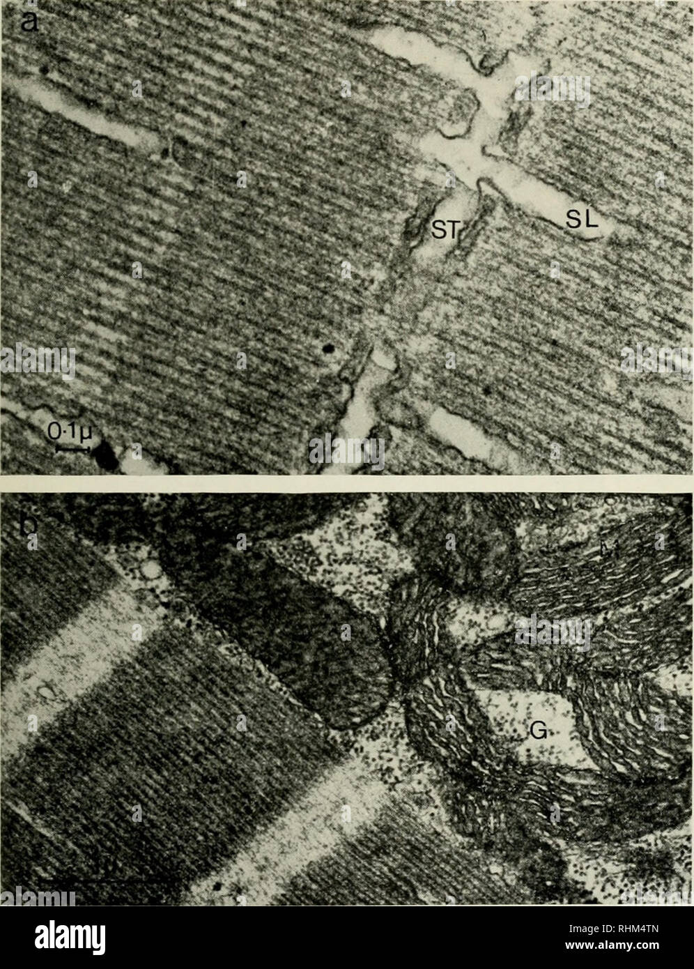 . The Biological bulletin. Biology; Zoology; Marine biology. THE ...