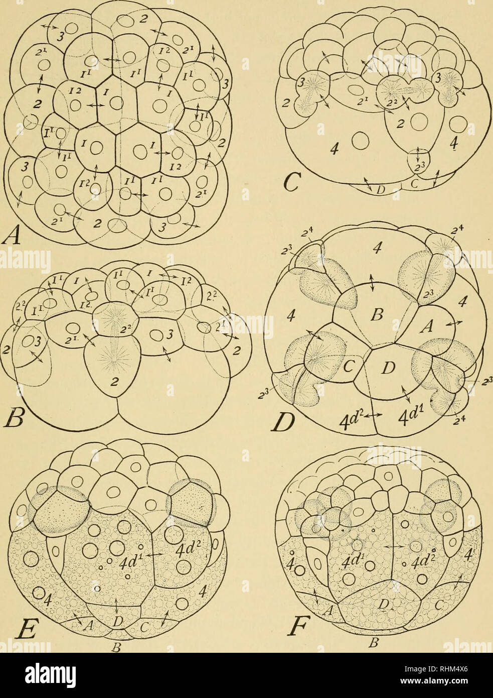 Basal lineage hi-res stock photography and images - Alamy