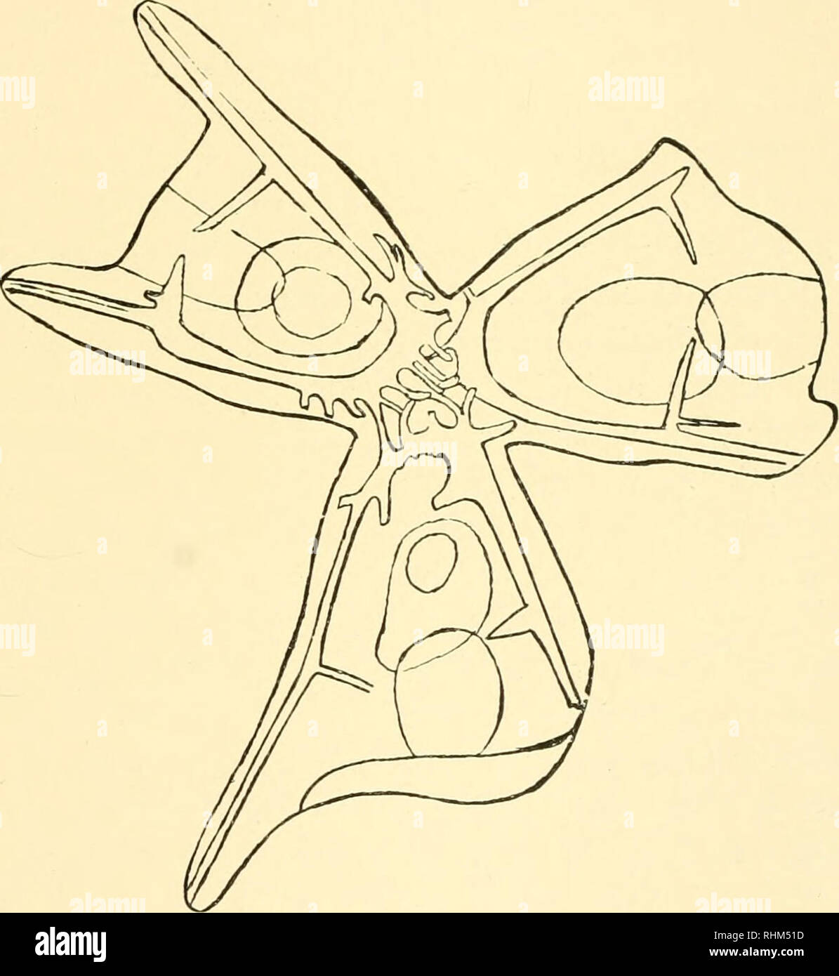 . Biological lectures delivered at the Marine Biological Laboratory of ...