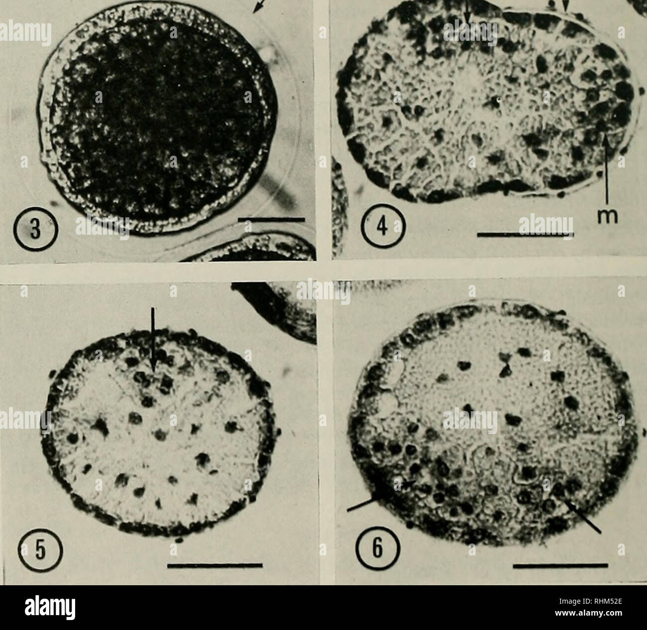 . The Biological bulletin. Biology; Zoology; Marine biology. 7 * »^?X ...