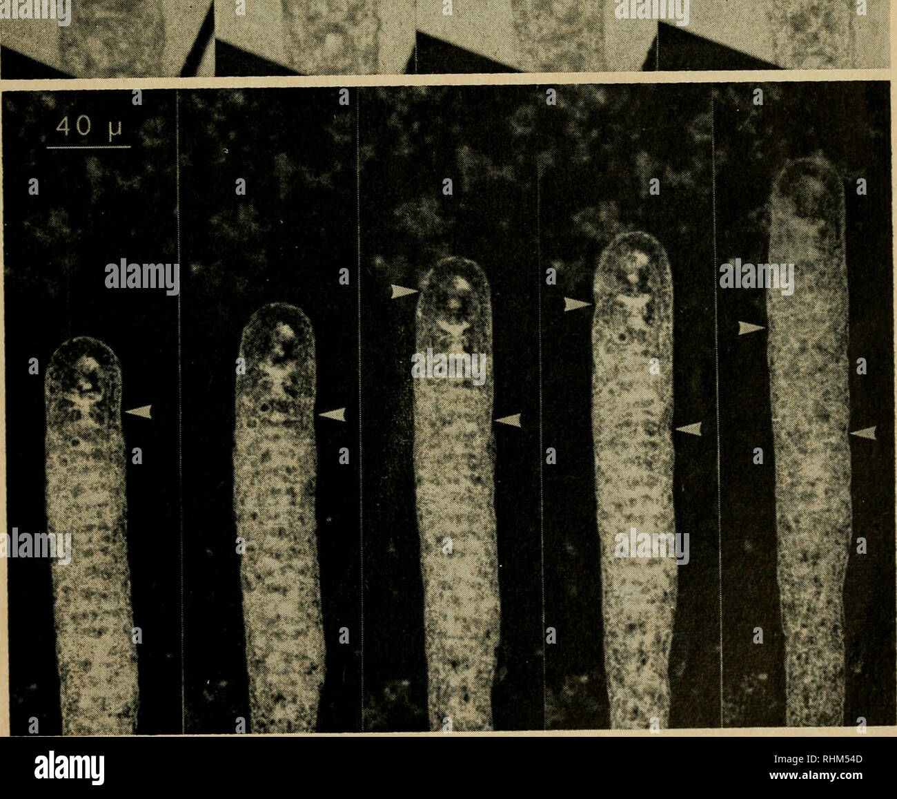 Moac hi-res stock photography and images - Alamy