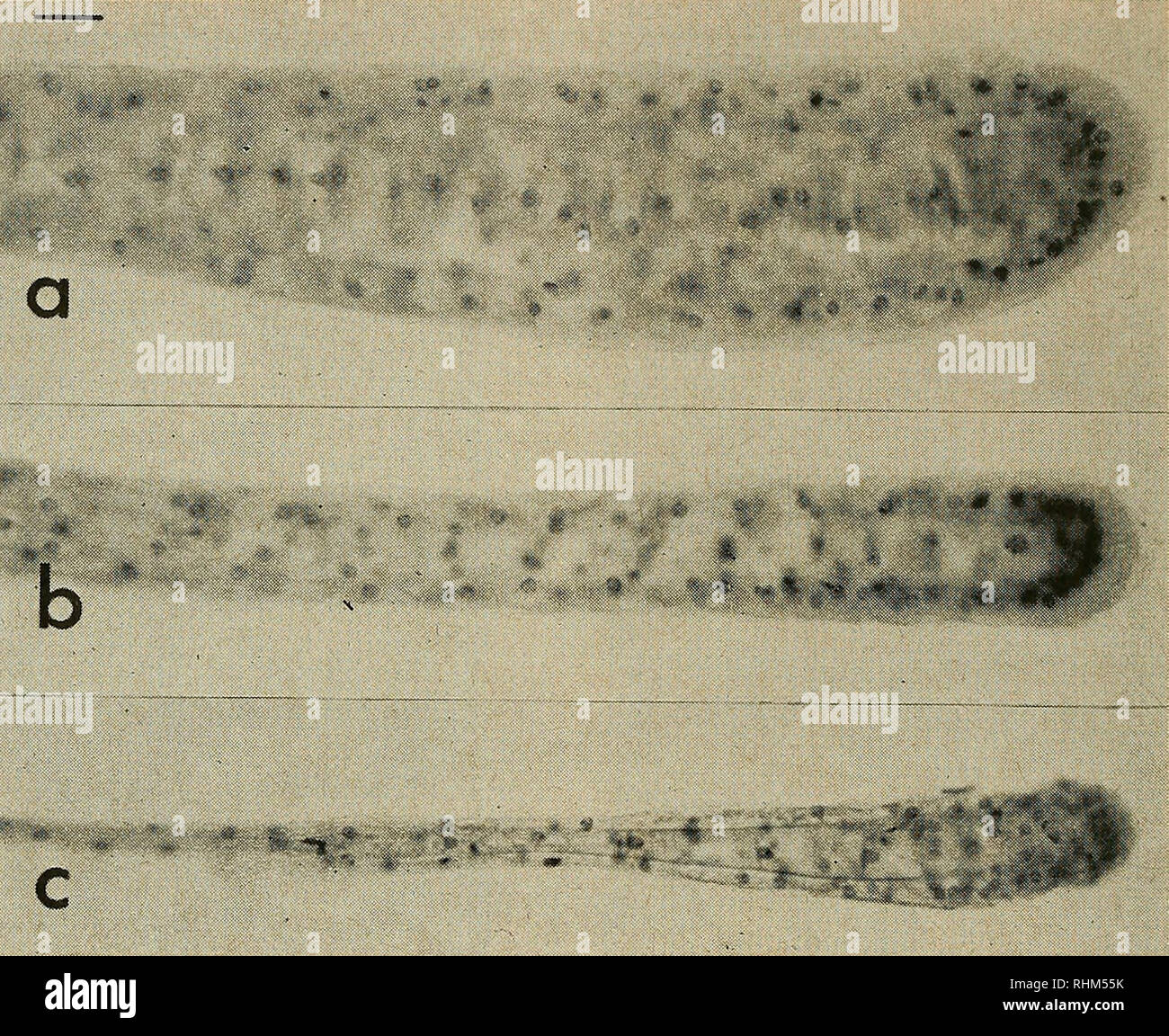 . The Biological bulletin. Biology; Zoology; Marine biology. 28 RICHARD ...