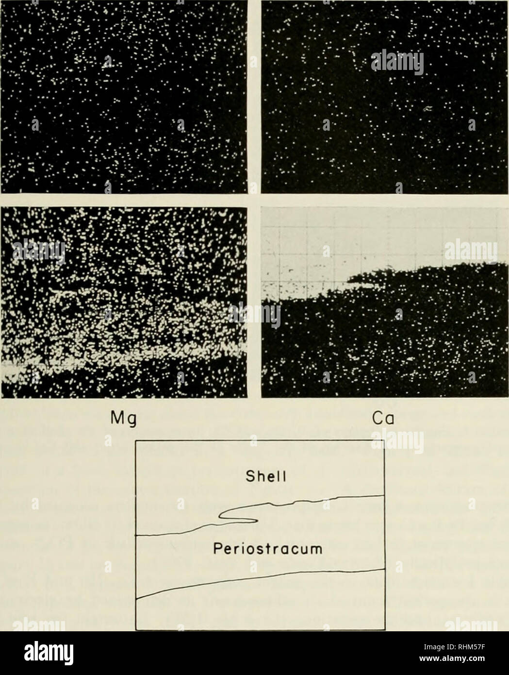 Second specimen displays hi-res stock photography and images - Alamy