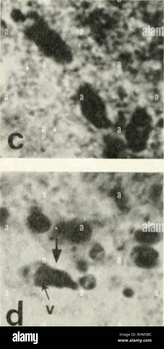 . The Biological bulletin. Biology; Zoology; Biology; Marine Biology. J ...