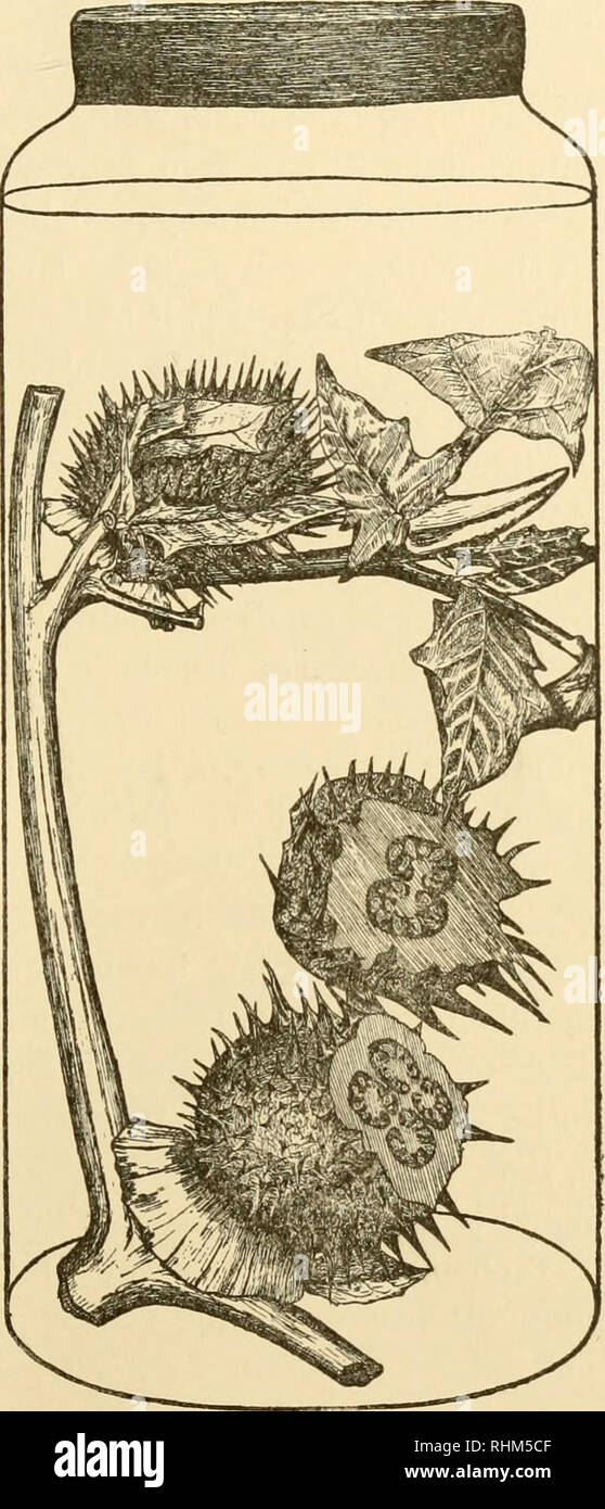 Protandrous flower hi-res stock photography and images - Alamy