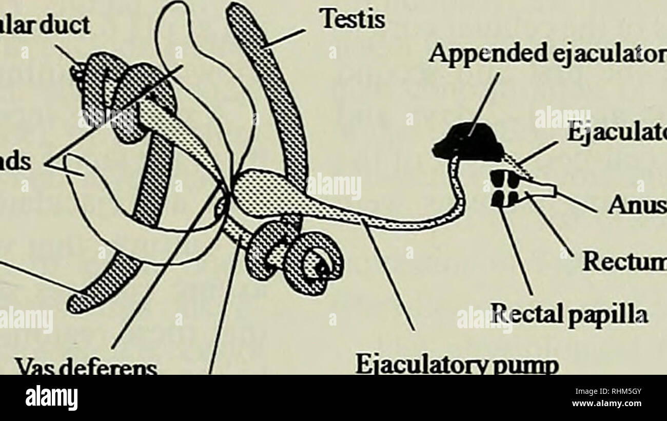 . The Biological bulletin. Biology; Zoology; Marine biology. Thoracic ...