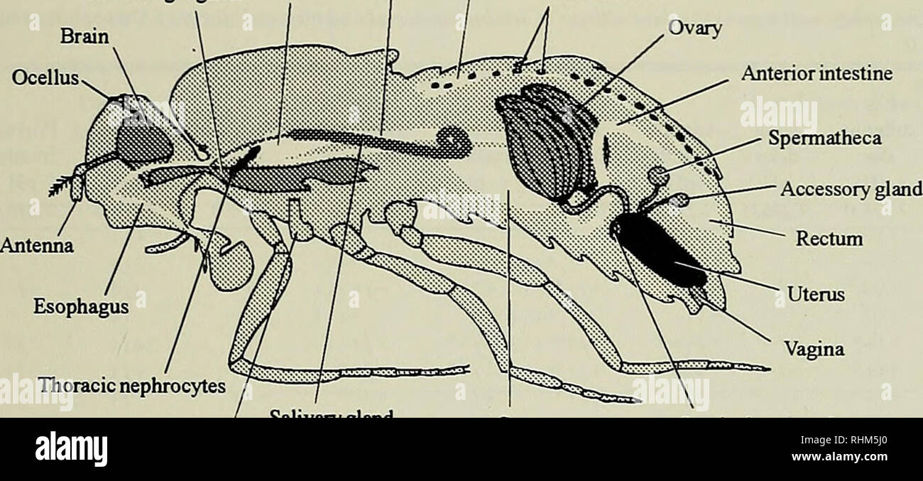 Nephrocytes hi-res stock photography and images - Alamy